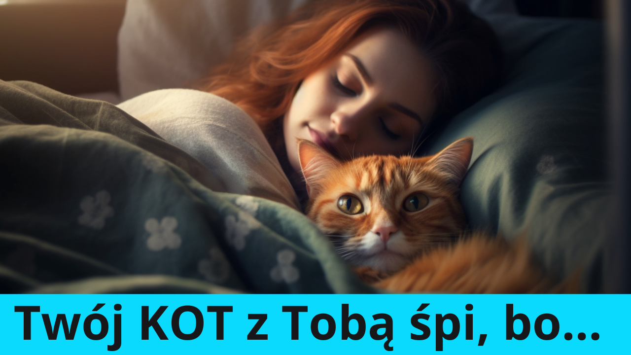 8 powodów dlaczego kot z Tobą śpi!🐈😴 Dlaczego koty lubią spać w łóżku?🛏 Czy Twój kot Cię kocha ...